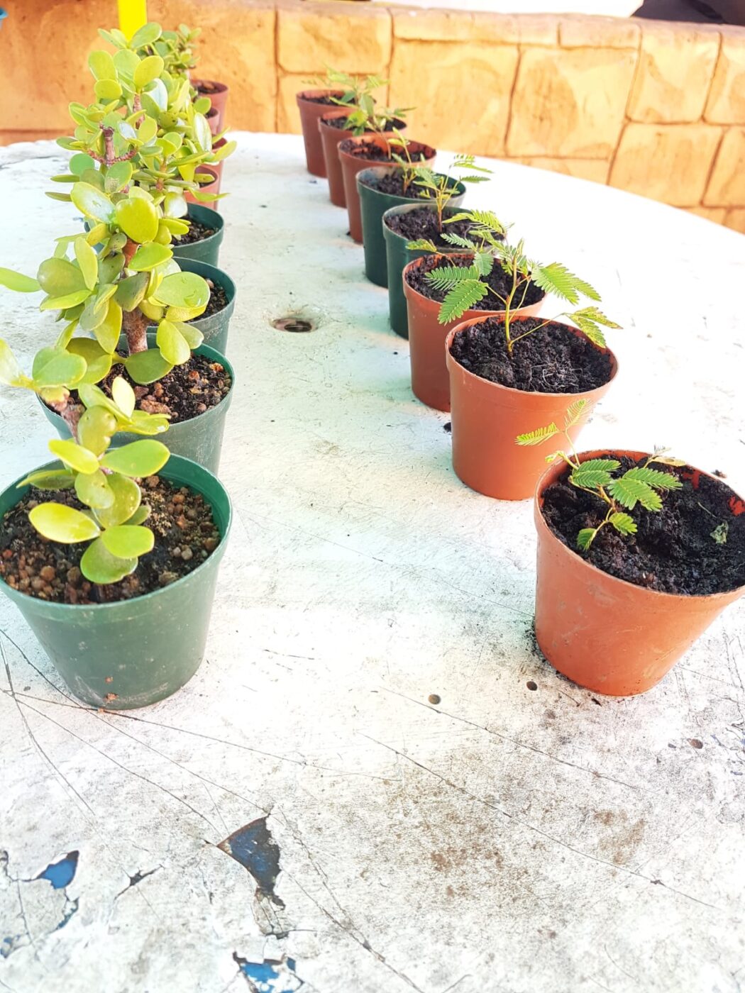 Plants - Number Plates - Order Online (South Africa) | JJ Plates & Signs